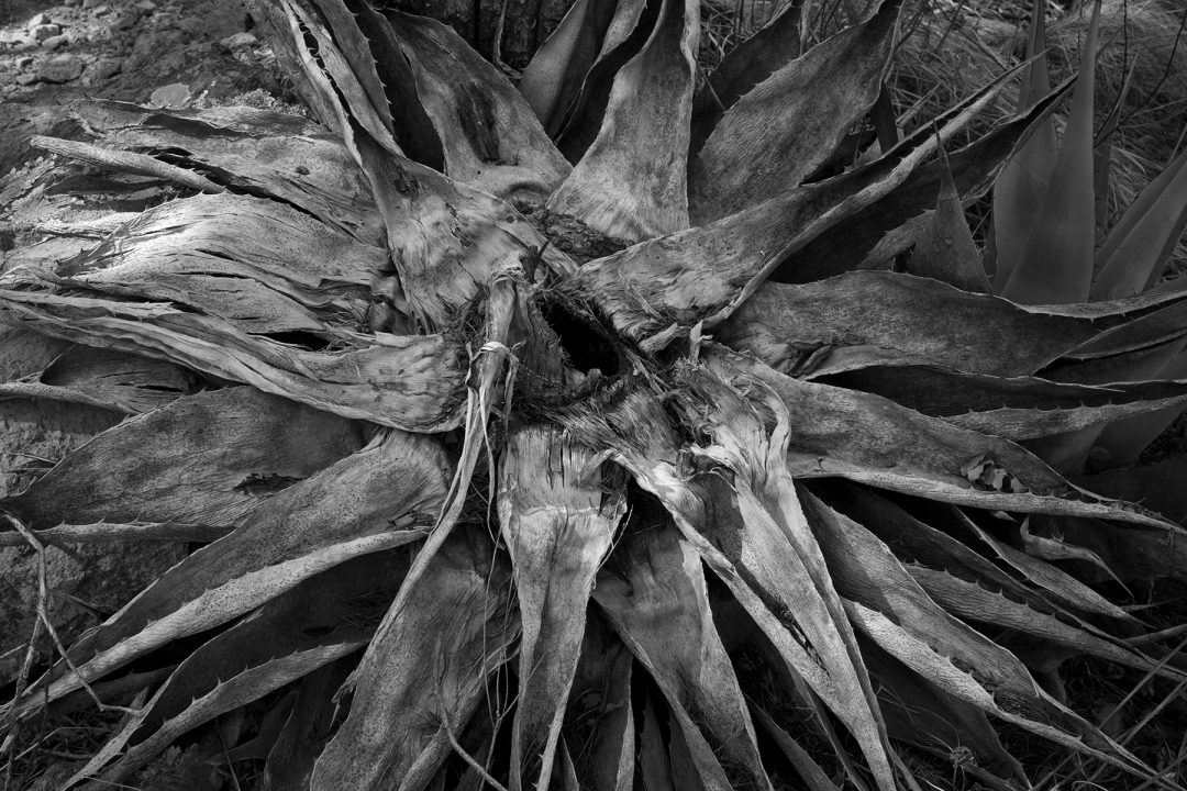 Dead Agave | Museum of the Big Bend