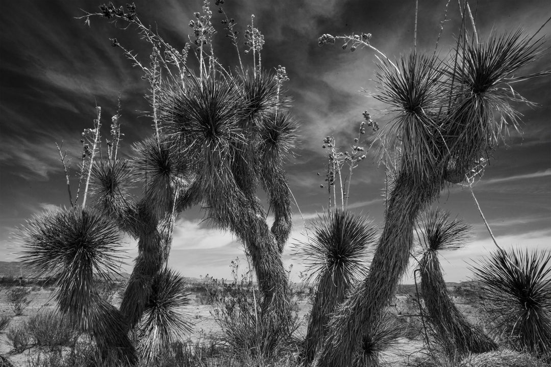Yucca Family Maverick Road | Museum of the Big Bend