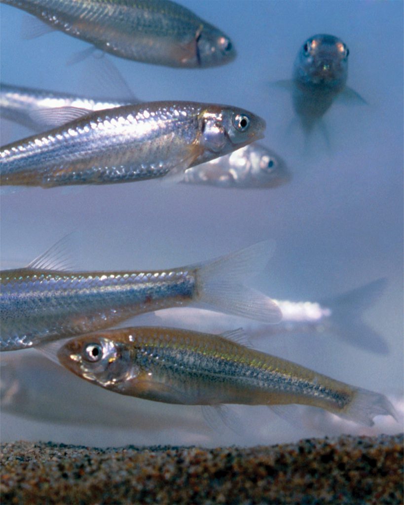 Endangered Rio Grande Silvery Minnows, New Mexico | Museum of the Big Bend