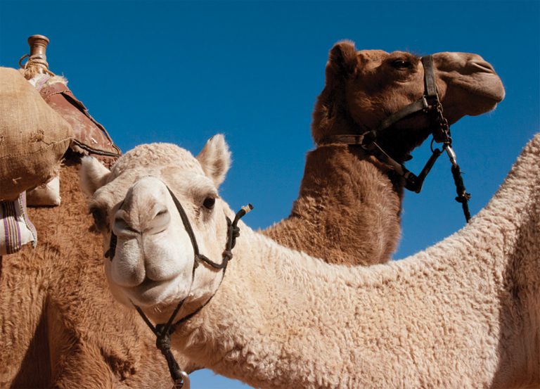 Camels, We Were Here First, Fort Davis, Texas | Museum of the Big Bend